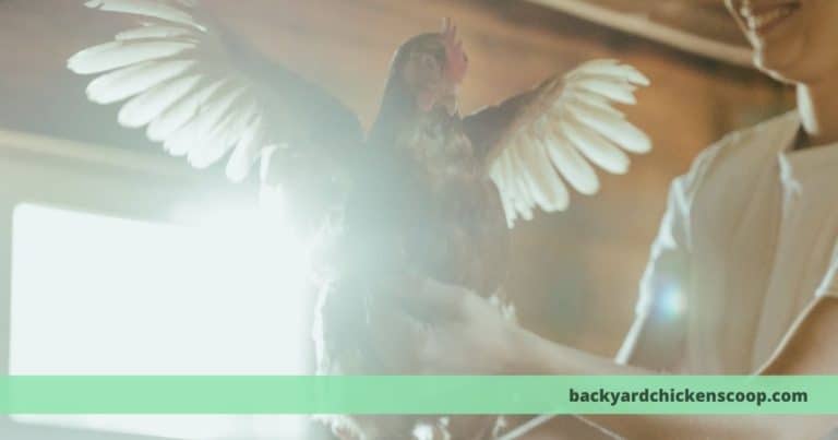 Chicken Hamster Ball – The Rolling Chicken Run - Backyard Chickens Coop