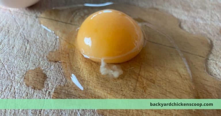 Anatomy of a chicken egg: Everything you need to know - Backyard ...