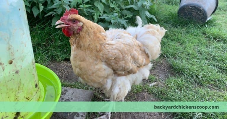 Chicken Eyes Under Siege: Abscesses or Pus - Identifying the Culprits ...