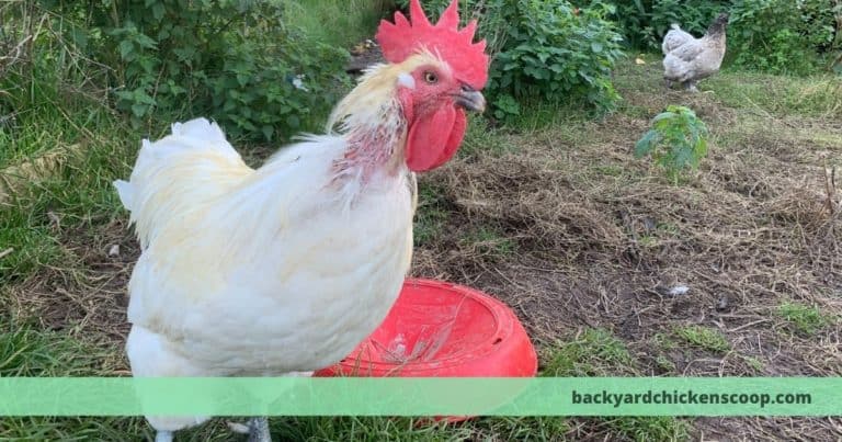The vet's complete guide to chicken parasites and diseases - The ...