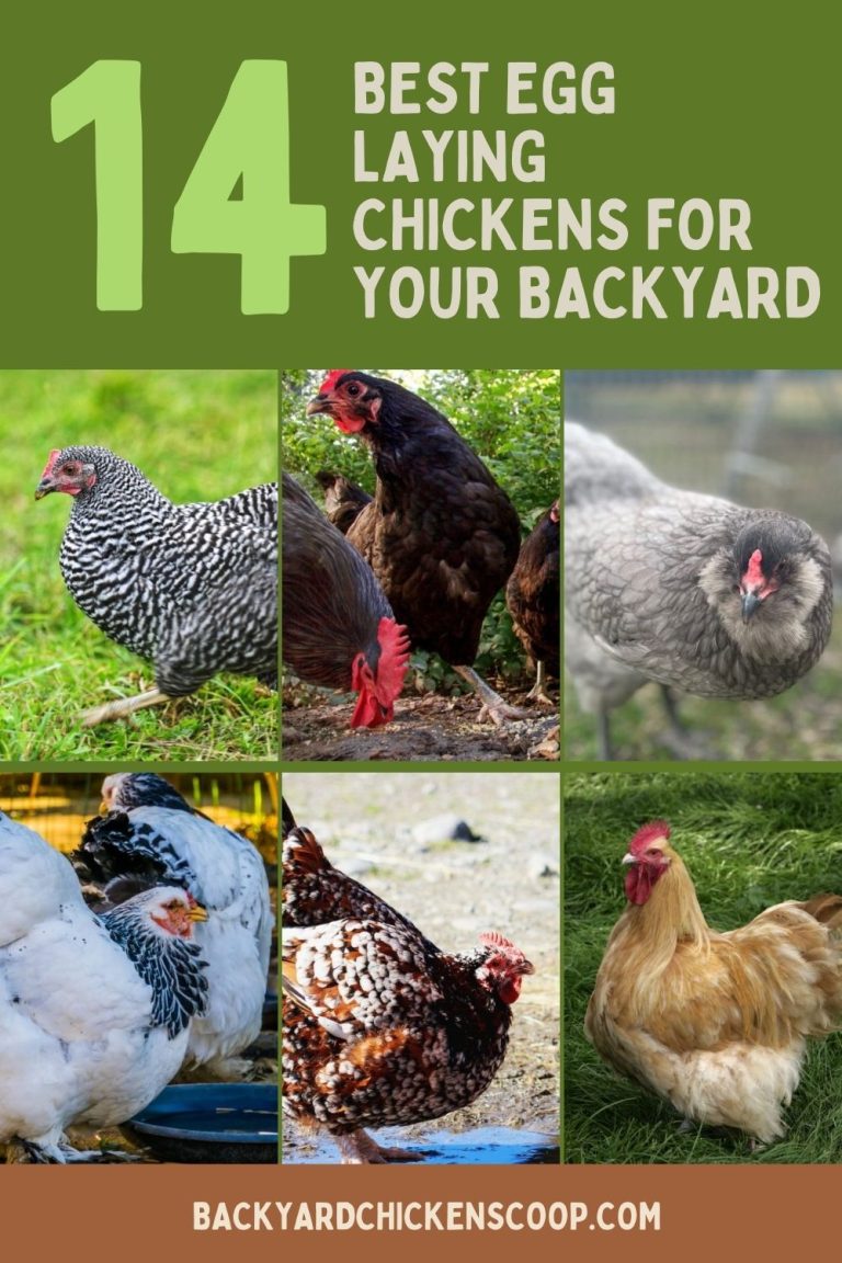 14 Best Egg Laying Chickens For Your Backyard - Backyard Chickens Coop