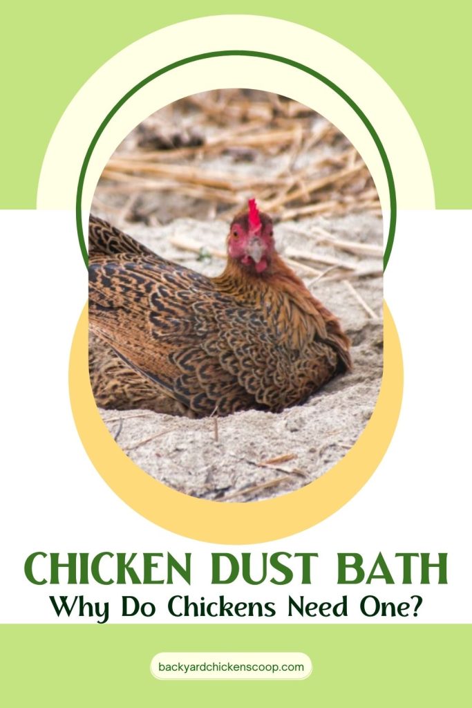 Chicken Dust Bath: Why Do Chickens Need One? - Backyard Chickens Coop