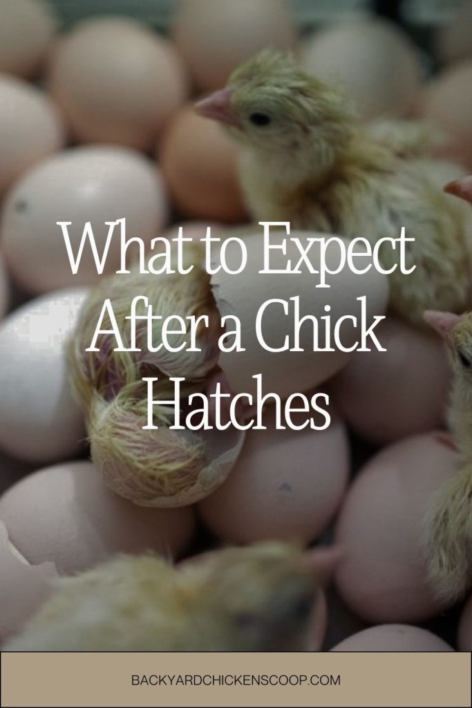 What to Expect After a Chick Hatches - Backyard Chickens Coop