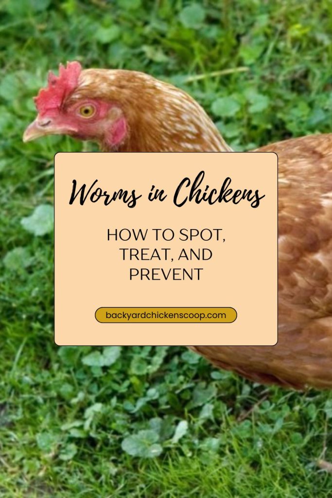 Worms in Chickens: How to Spot, Treat, and Prevent - Backyard Chickens Coop