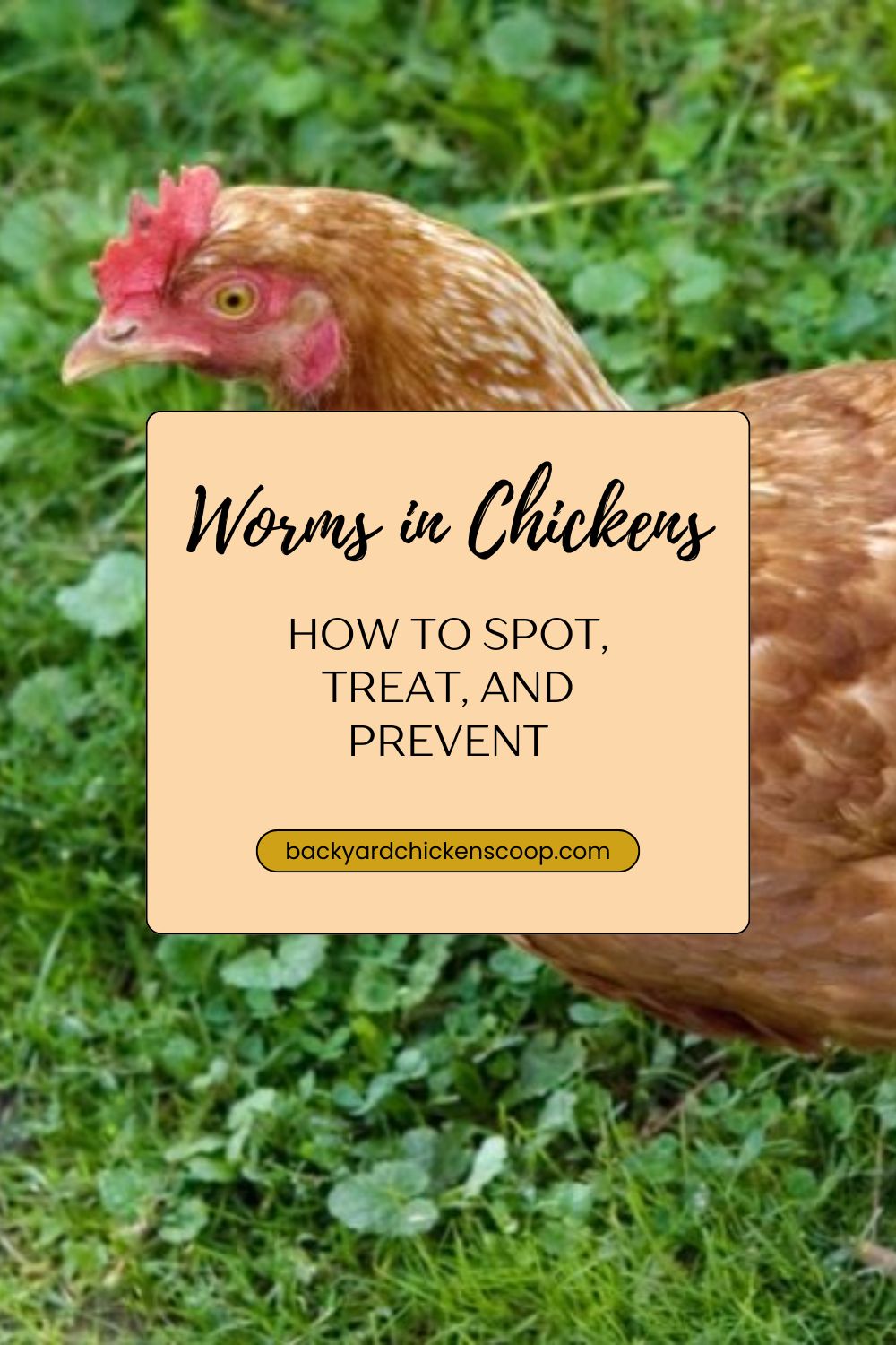 Worms in Chickens: How to Spot, Treat, and Prevent - Backyard Chickens Coop