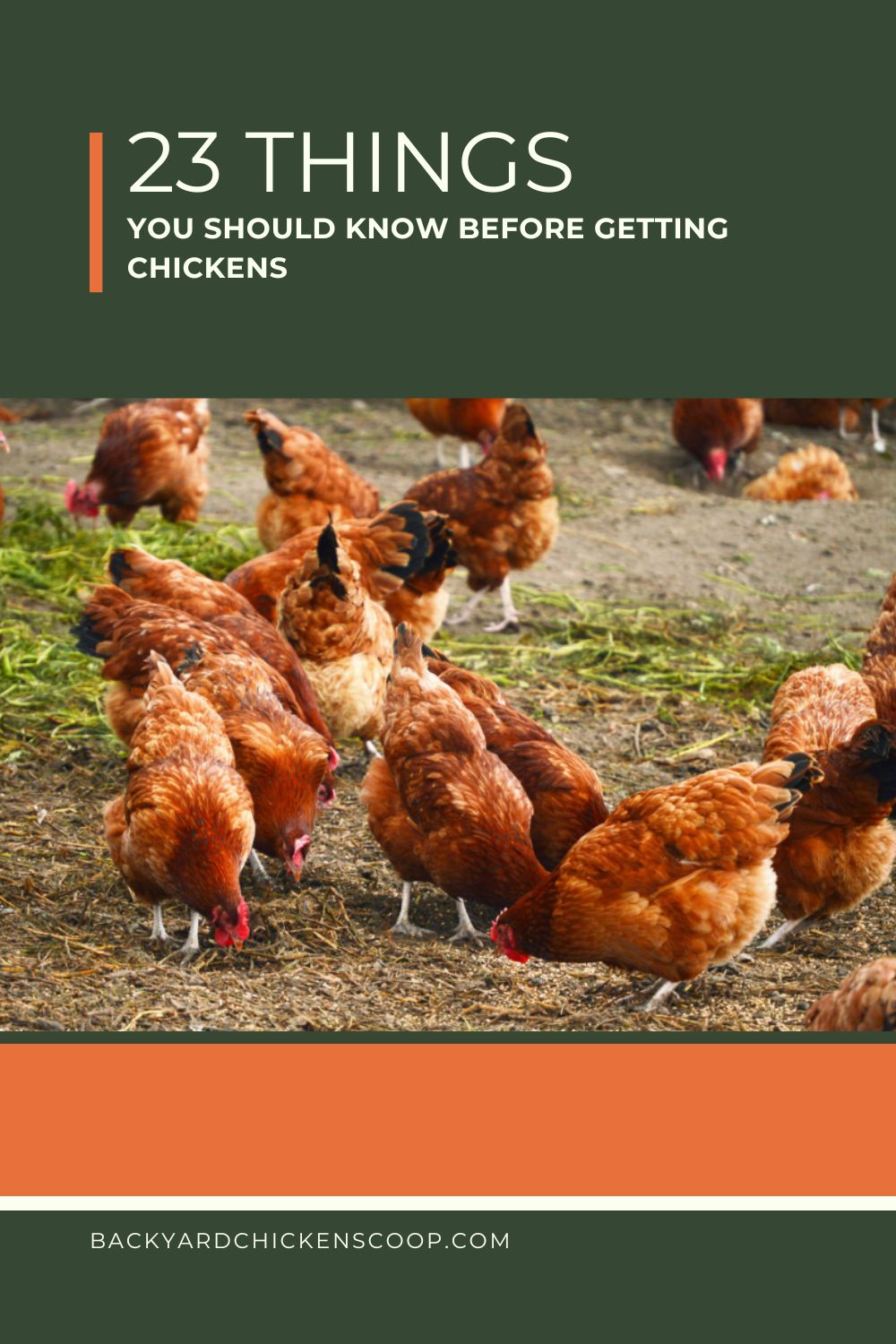 23 Things You Should Know Before Getting Chickens Backyard Chickens Coop