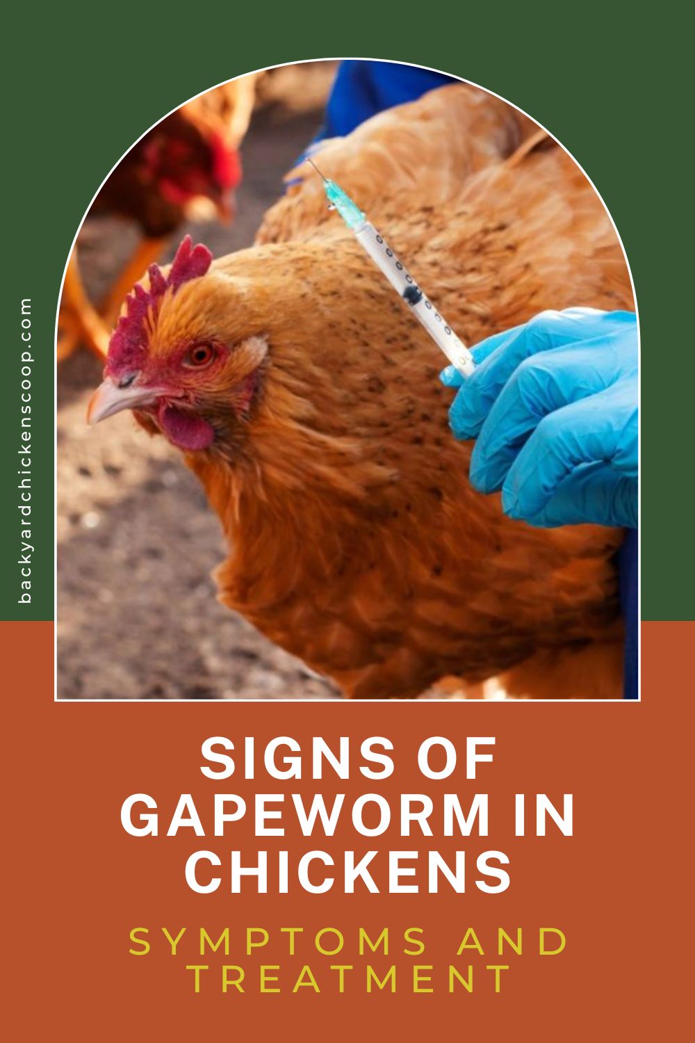 Signs of Gapeworm in Chickens: Symptoms and Treatment - Backyard ...