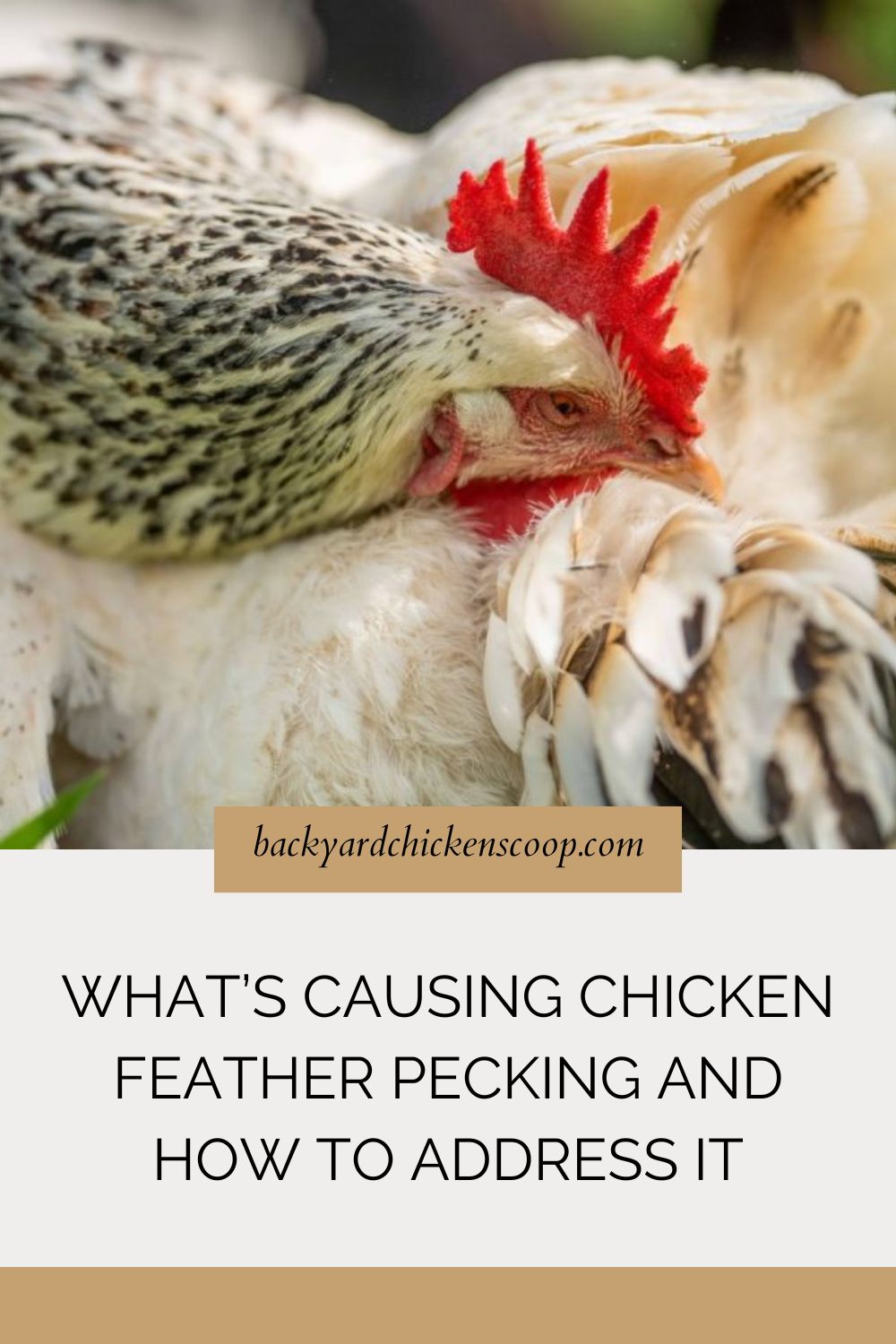 What's Causing Chicken Feather Pecking and How to Address It - Backyard Chickens Coop