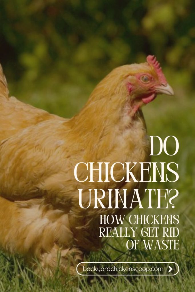 Do Chickens Urinate? How Chickens Really Get Rid of Waste - Backyard Chickens Coop