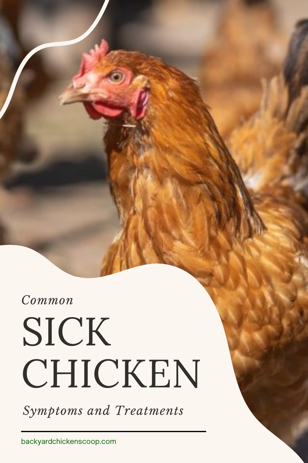 Common Sick Chicken Symptoms and Treatments - Backyard Chickens Coop