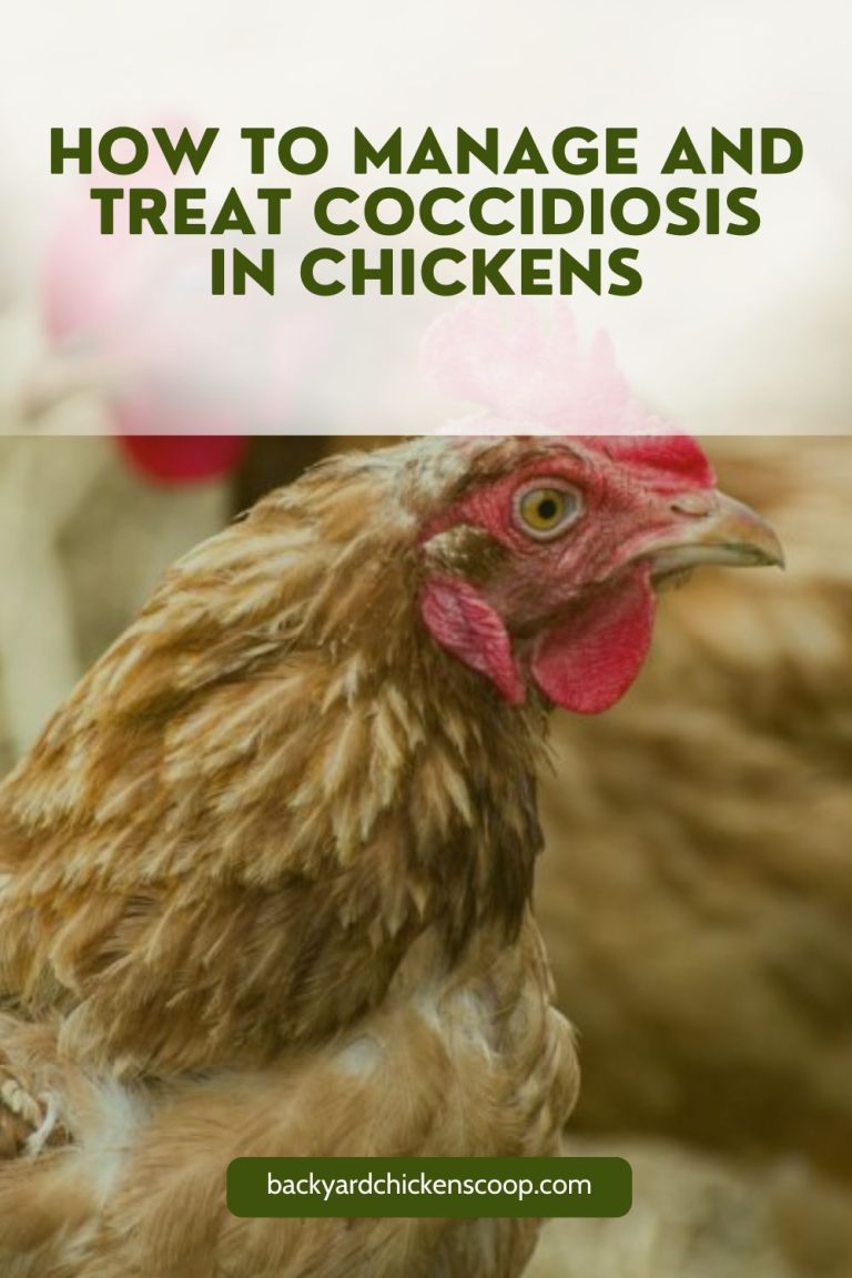 How to Manage and Treat Coccidiosis in Chickens - Backyard Chickens Coop