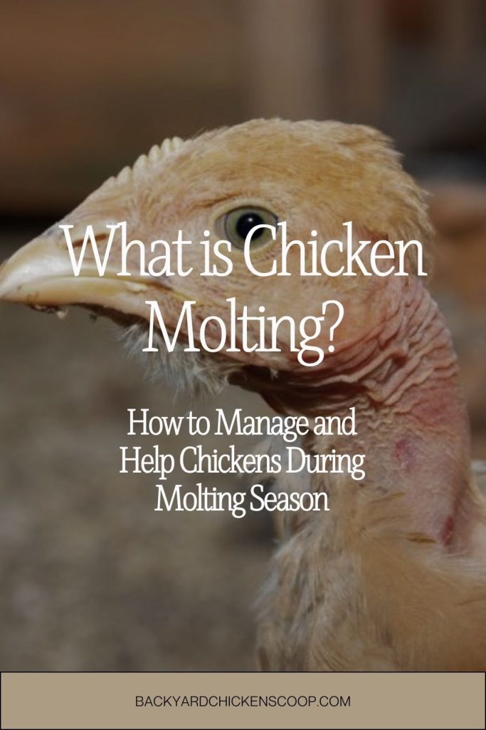 What is Chicken Molting? How to Manage and Help Chickens During Molting ...