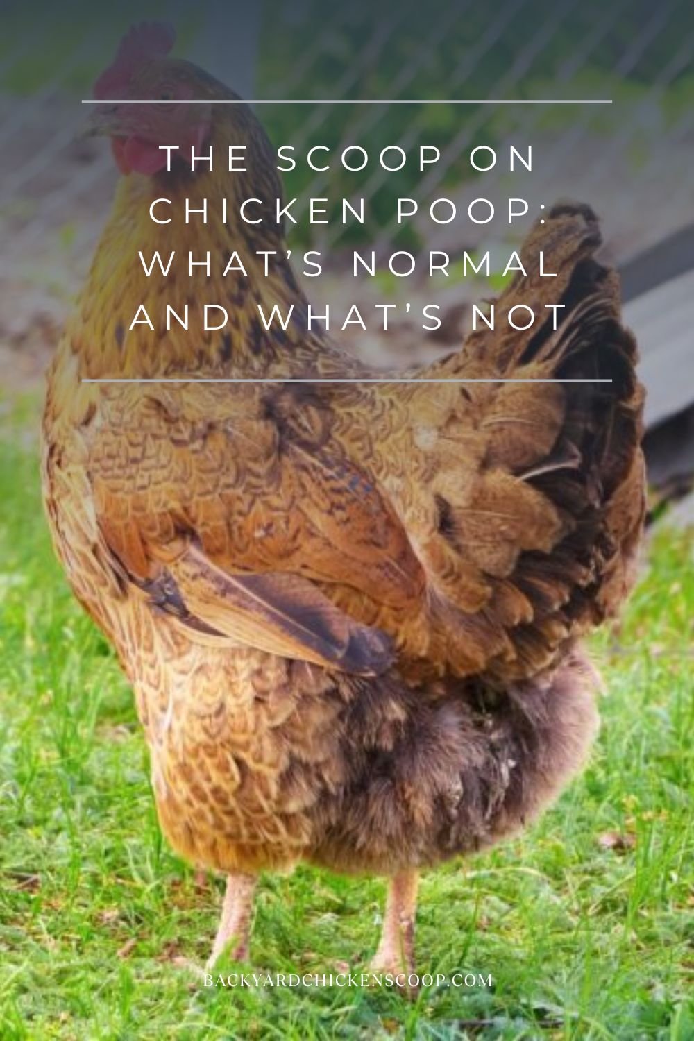 The Scoop on Chicken Poop: What’s Normal and What’s Not - Backyard ...
