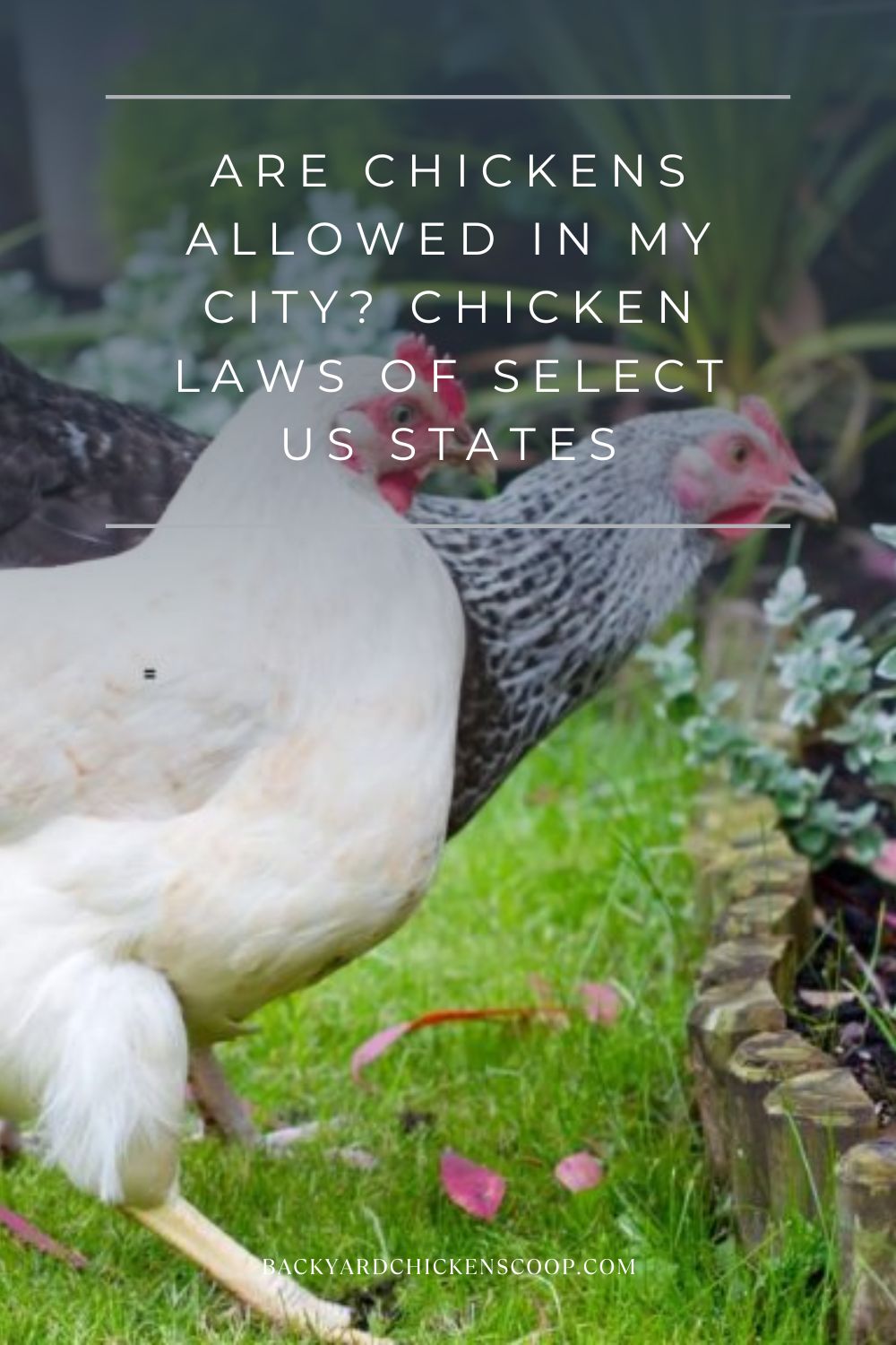 Are Chickens Allowed In My City? Chicken Laws of Select US States ...