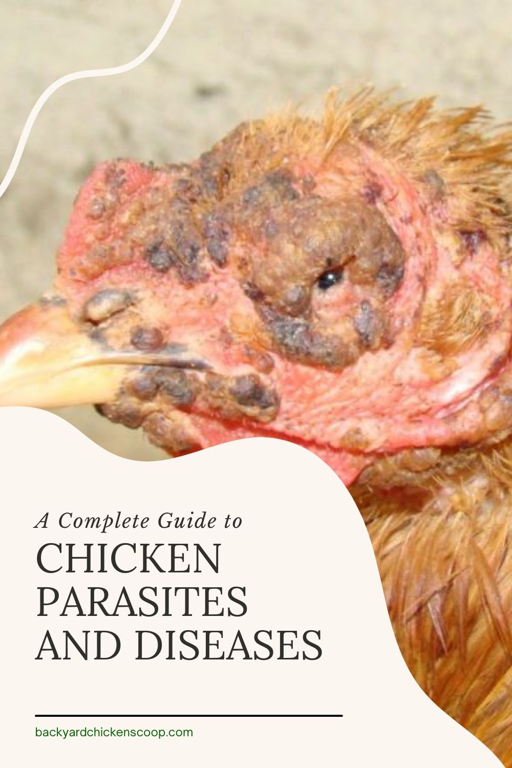 A Complete Guide to Chicken Parasites and Diseases - Backyard Chickens Coop