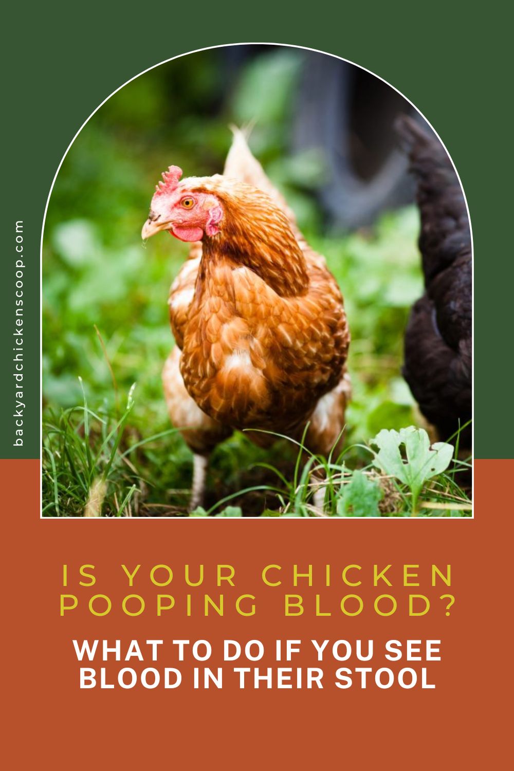 Is Your Chicken Pooping Blood? What to Do If You See Blood in Their ...