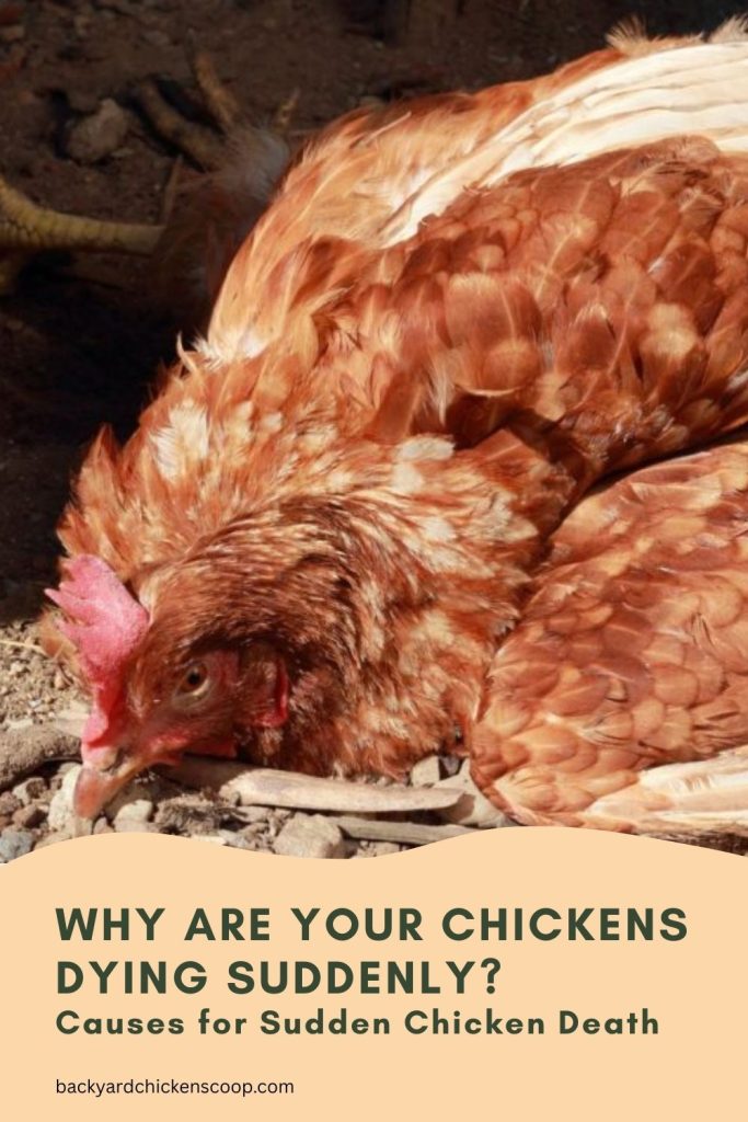 Why Are Your Chickens Dying Suddenly? Causes for Sudden Chicken Death ...
