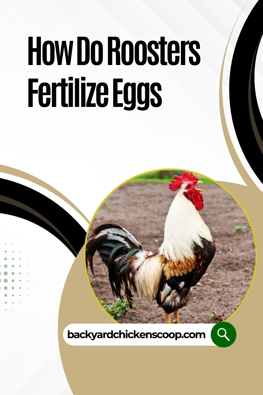 How Do Roosters Fertilize Eggs - Backyard Chickens Coop