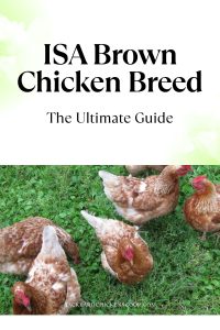ISA Brown Chicken Breed: The Ultimate Guide - Backyard Chickens Coop