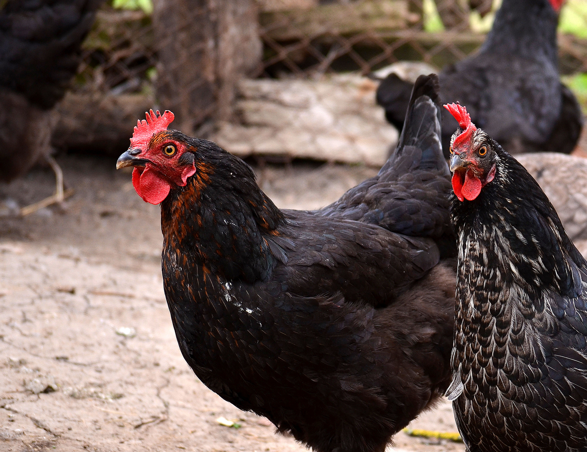 Why Are Your Chickens Dying Suddenly? Causes for Sudden Chicken Death ...