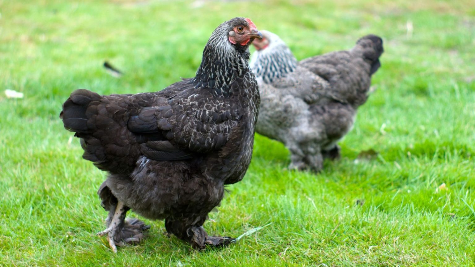 An owners guide: Chicken shaking it's head - reasons why and treatment ...